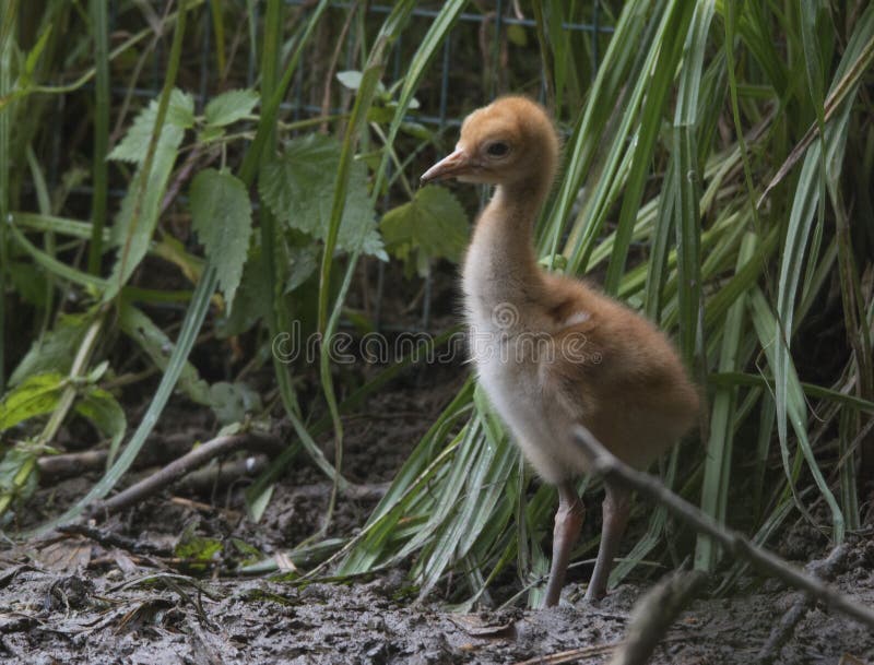 Common Crane with the Chick in the Nest Stock Image - Image of grus ...