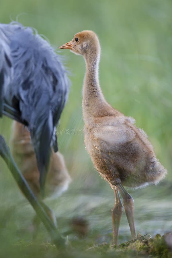 Common crane chick stock photo. Image of parent, grus - 49499910