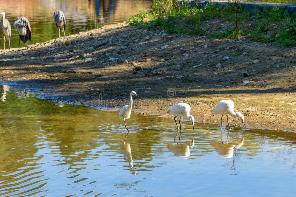 Common Crane Chicks or Grus Grus Hunt Fish. Stock Photo - Image of ...