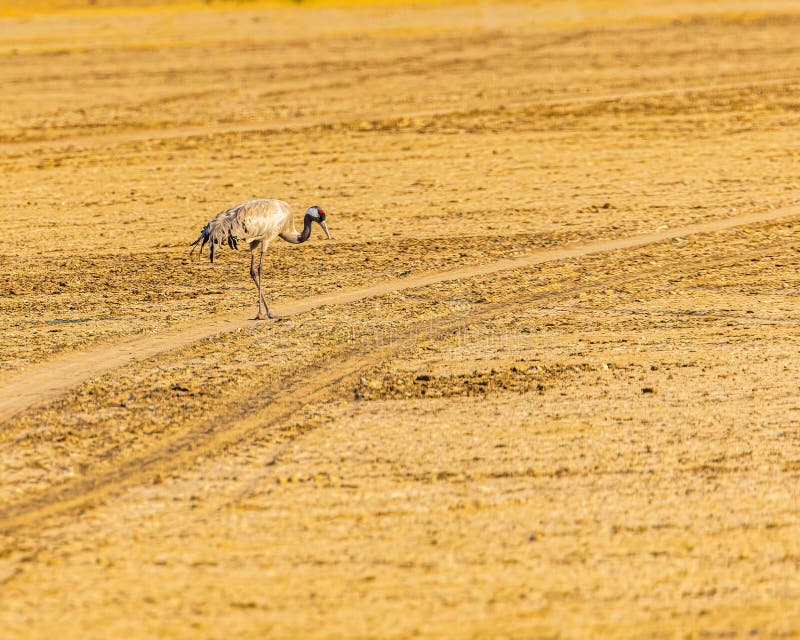 A Common Crane stock image. Image of animal, landing - 371486179