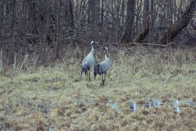 Common Crane stock photo. Image of sunrise, group, bird - 91874170