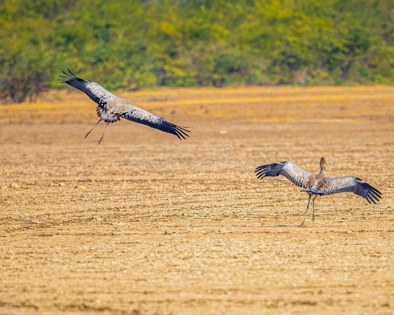 Common Crane stock image. Image of feed, flapping, europe - 362753403