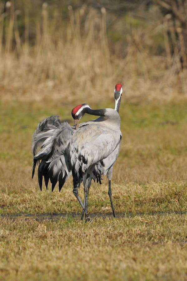 Common crane stock image. Image of lusatia, north, northern - 30221083