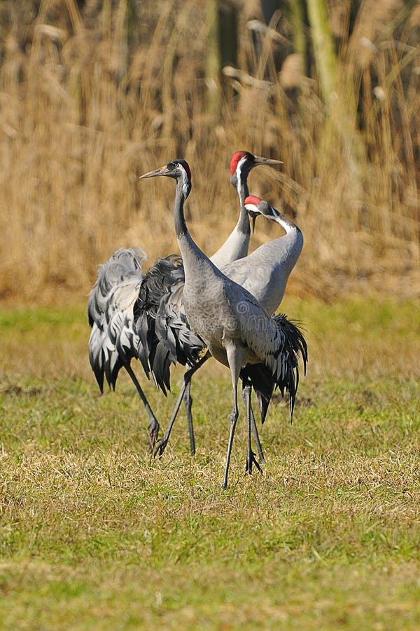 Common crane stock photo. Image of complete, grus, format - 30220914