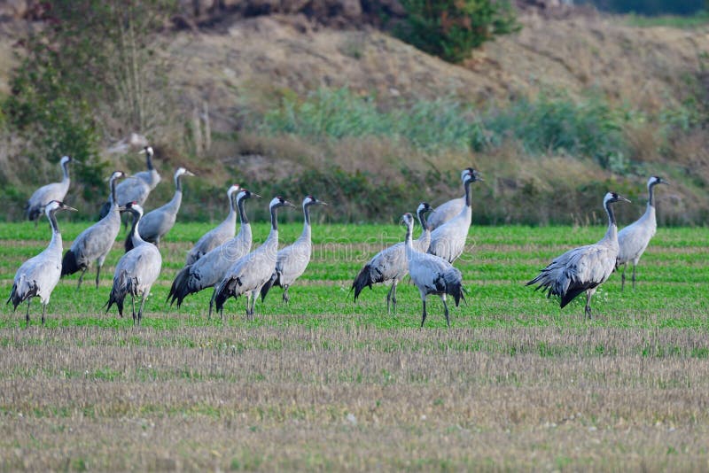 Common Crane in Fall in Sweden Stock Image - Image of meadow, field ...