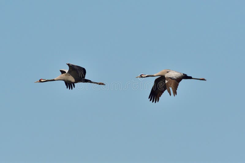 Common crane in flight stock image. Image of nest, crane - 108623703