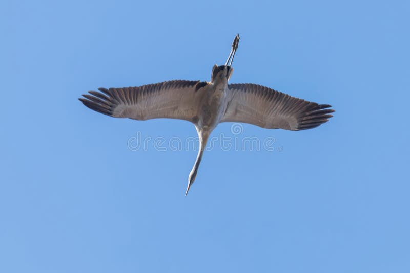 Common Crane in Flight Blue Skies Grus Grus Migration Stock Photo ...