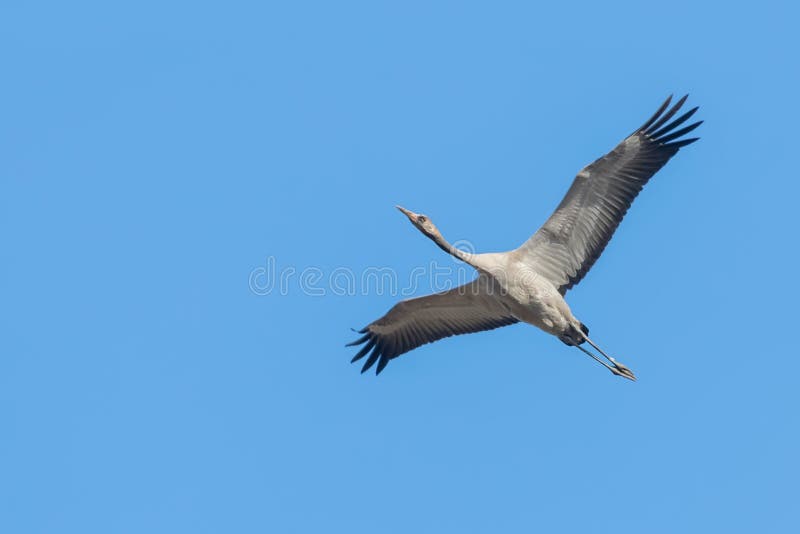 Common Crane in Flight Blue Skies Grus Grus Migration Stock Image ...
