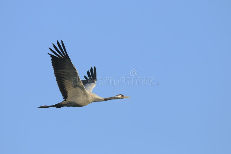 3+ Common crane flying Free Stock Photos - StockFreeImages