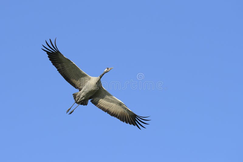 Common crane in flight stock image. Image of large, bird - 37043419