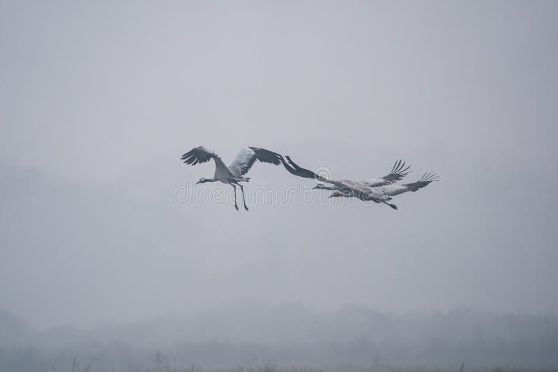 Common Crane in Flight stock image. Image of national - 261006753