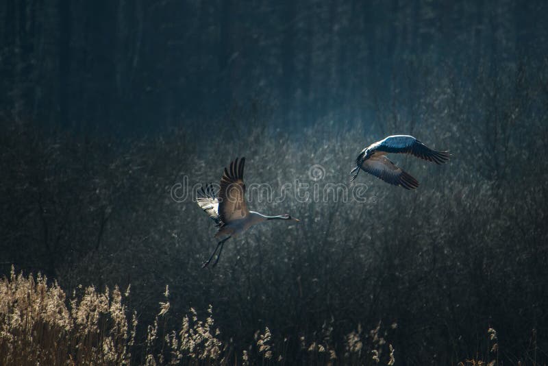 Common Crane in Its Natural Habitat Stock Photo - Image of creature ...