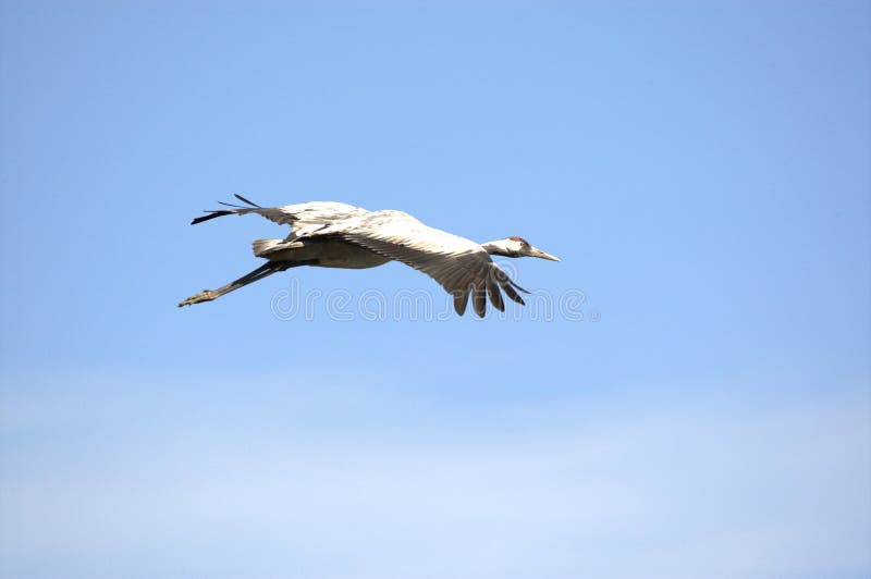 Common Crane Flying by Water Stock Image - Image of bird, wings: 43683559