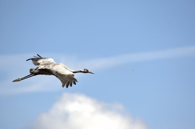 Common crane flying stock photo. Image of flight, high - 43683592