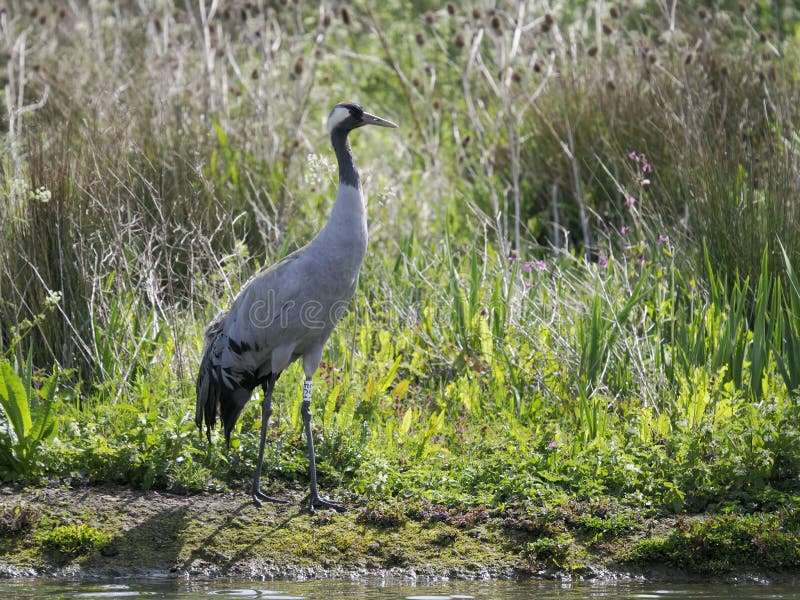 Common crane, Grius grus stock image. Image of common - 247301105