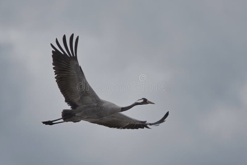 Common Crane (Grus Grus) Flying in the Grey Sky. Stock Image - Image of ...