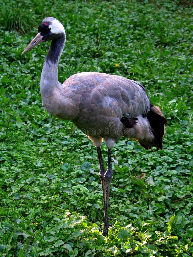 Common crane (Grus grus) stock photo. Image of birds - 267220388