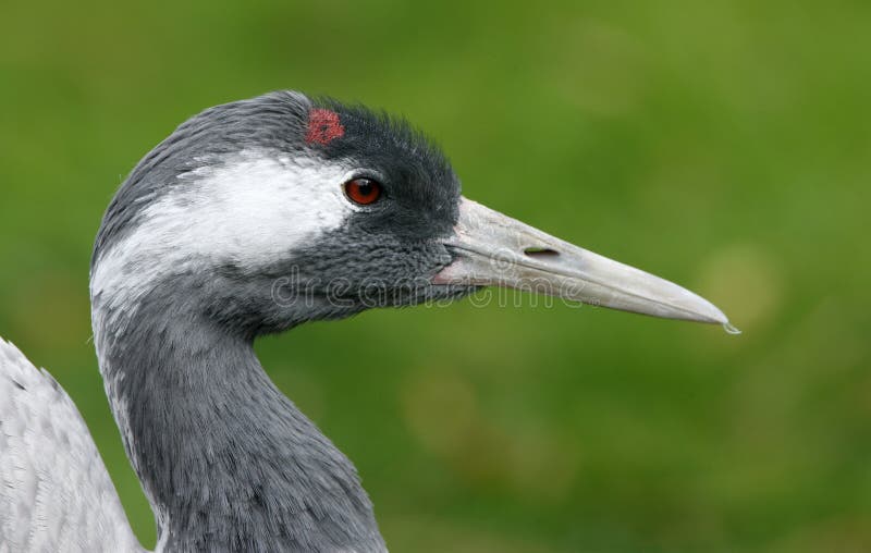 Common crane, Grus grus stock photo. Image of tall, europe - 33761254