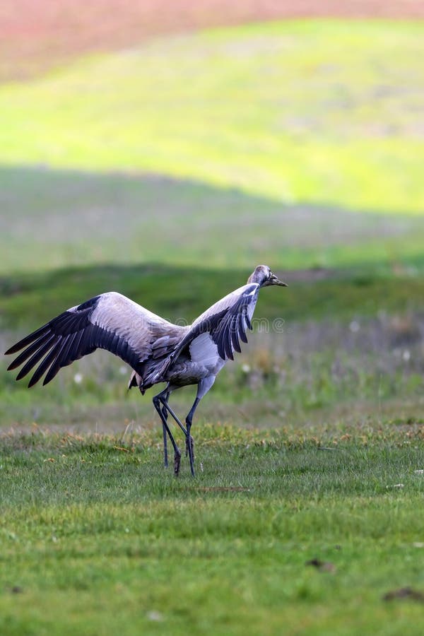 Cranes. Nature Background. Bird: Common Crane. Grus Grus. Stock Photo ...