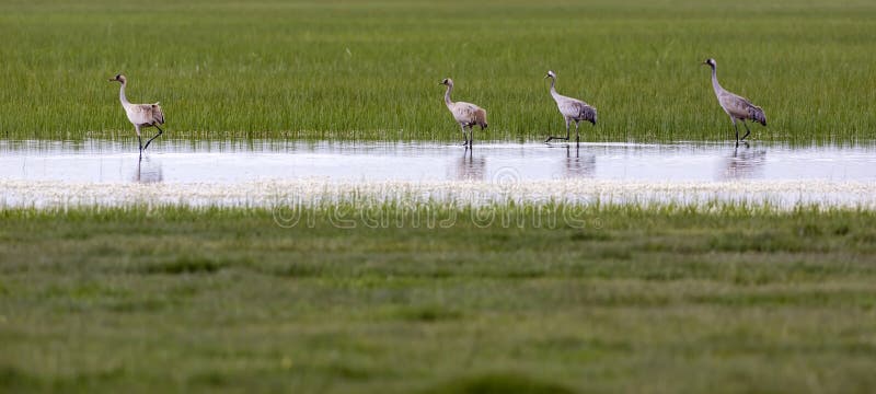 Cranes. Nature Background. Bird: Common Crane. Grus Grus. Stock Photo ...