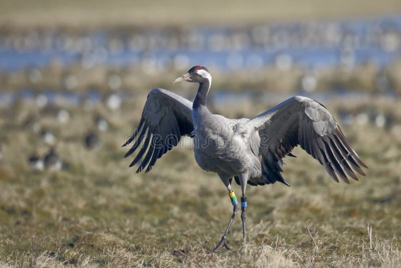 Common crane, Grus grus stock photo. Image of wildlife - 50658822