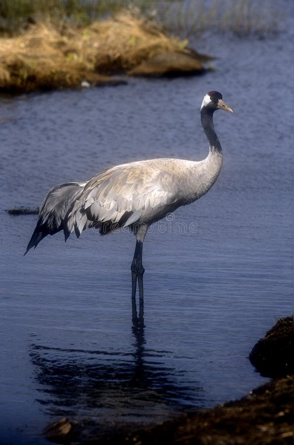 Common crane, Grus grus stock image. Image of crane, british - 32889631