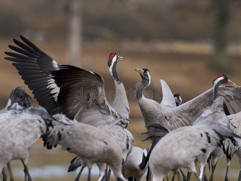 Common crane Grus grus stock photo. Image of crane, bird - 264088282