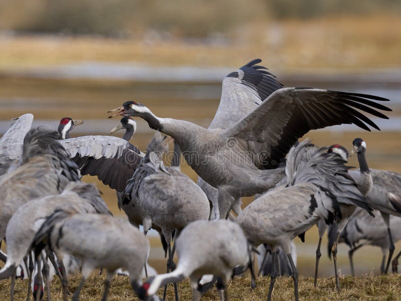 Common crane Grus grus stock photo. Image of environment - 264088360