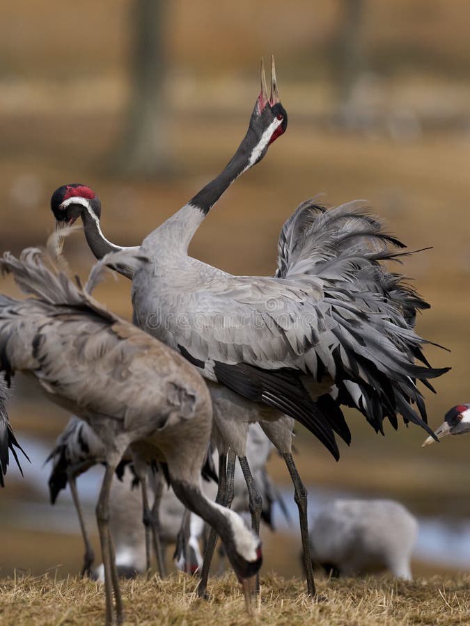Common crane Grus grus stock photo. Image of nature - 264088372