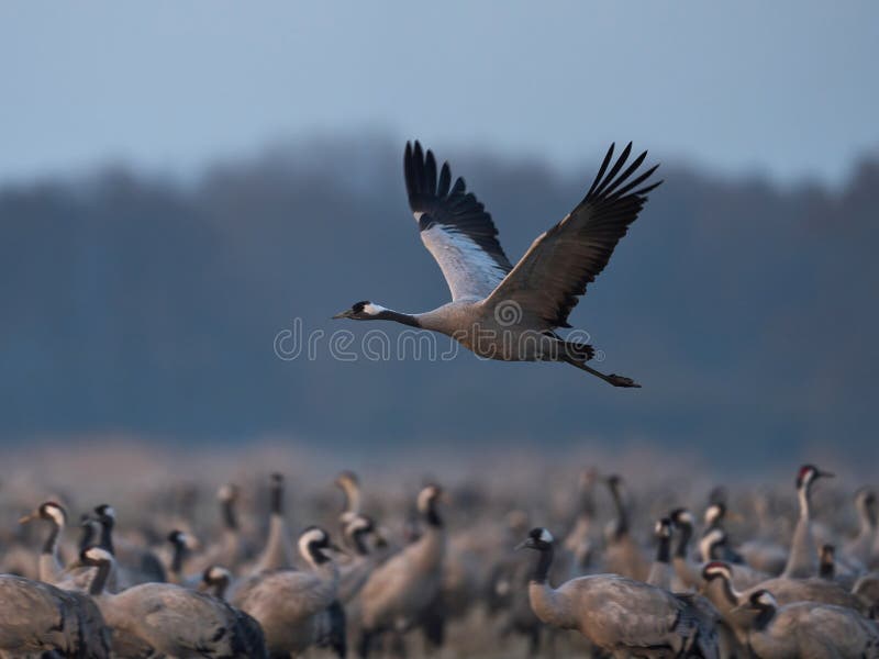 Common crane (Grus grus stock photo. Image of crane - 272272502