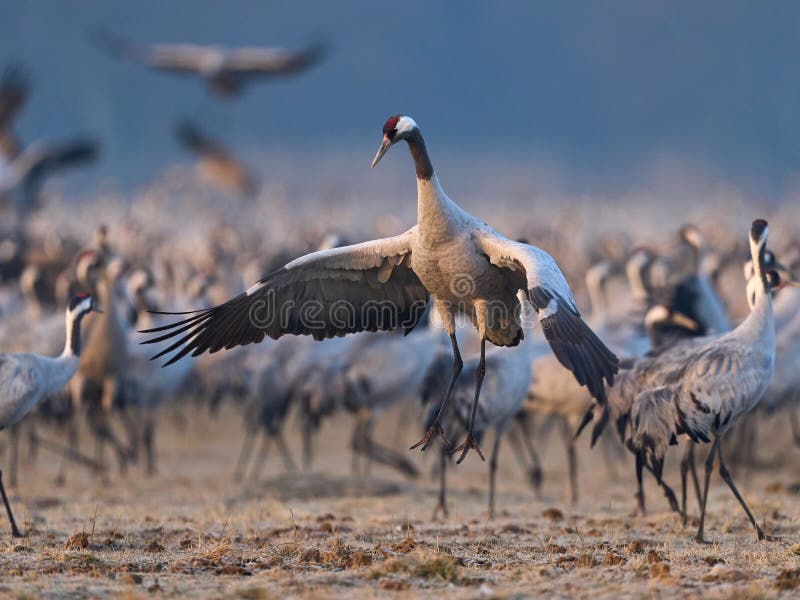 Common crane (Grus grus stock photo. Image of natural - 272272744