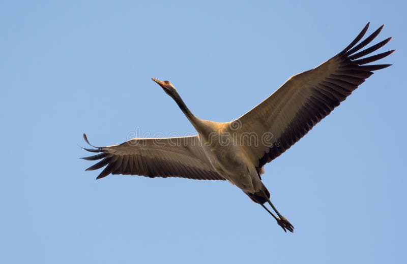 Common Crane in High Flight Up in Blue Sky Stock Image - Image of ...