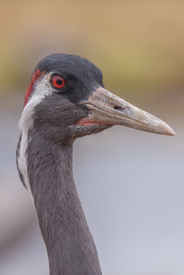 Common crane stock photo. Image of field, common, hornborga - 70034536