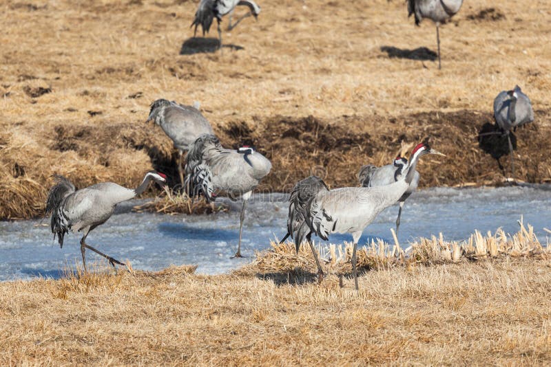 Common Crane stock photo. Image of snow, common, crane - 38196824