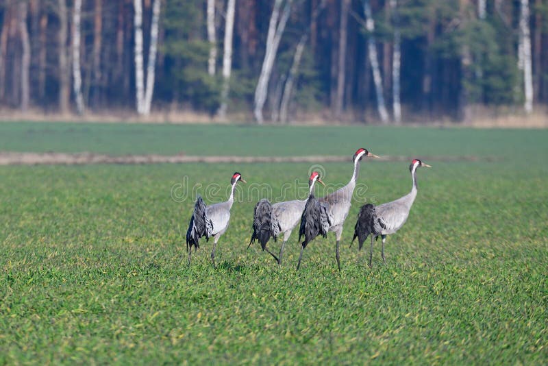 Common crane in spring stock image. Image of courtship - 140907273