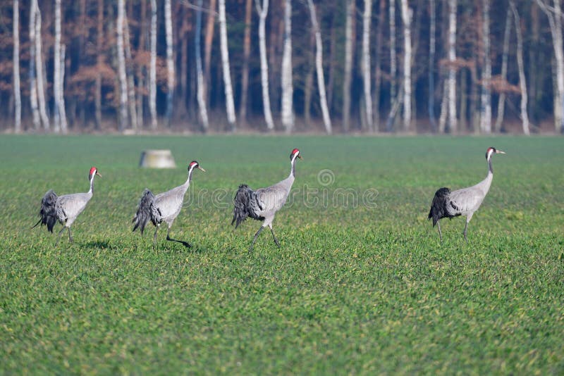 Common crane in spring stock photo. Image of bird, nature - 140907680