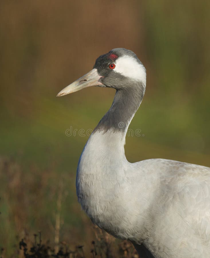 Common Crane stock image. Image of colour, species, plumage - 48187165