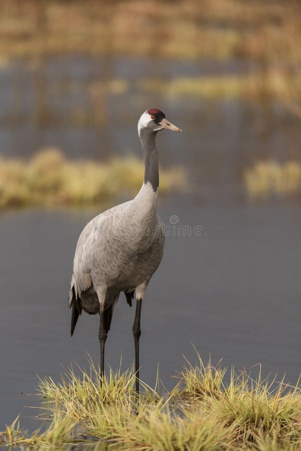 Common crane stock image. Image of grus, wetlands, migrant - 81315063