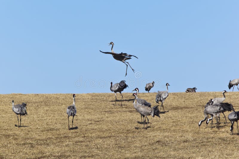 Two Common Cranes (grus Grus) in Flight with Spread Wings Stock Image ...