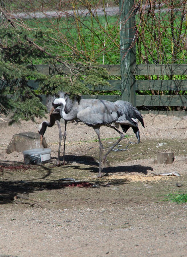 Common Cranes in the Aviary Stock Photo - Image of animal, hospital ...