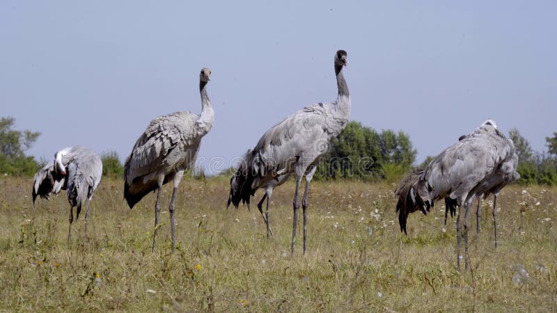 Common Cranes Feeding on a Field Stock Video - Video of europe, autumn ...