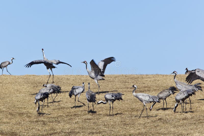 Two Common Cranes (grus Grus) in Flight with Spread Wings Stock Image ...