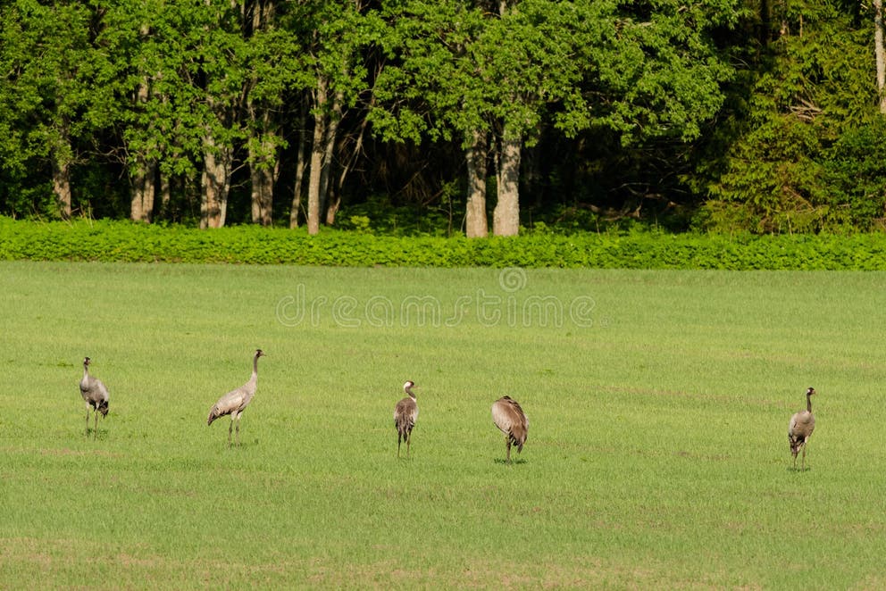 Common cranes stock photo. Image of nature, crane, environment - 55614036