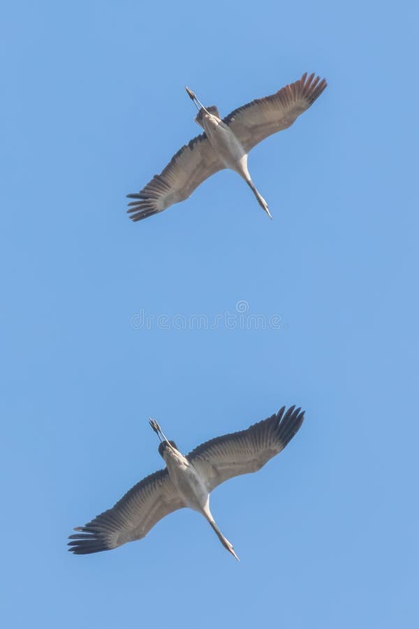 Common Cranes in Flight Blue Skies, Grus Grus Migration Stock Photo ...