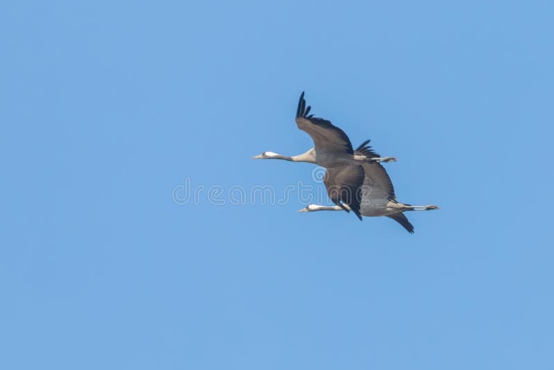 Common Cranes in Flight Blue Skies, Grus Grus Migration Stock Image ...