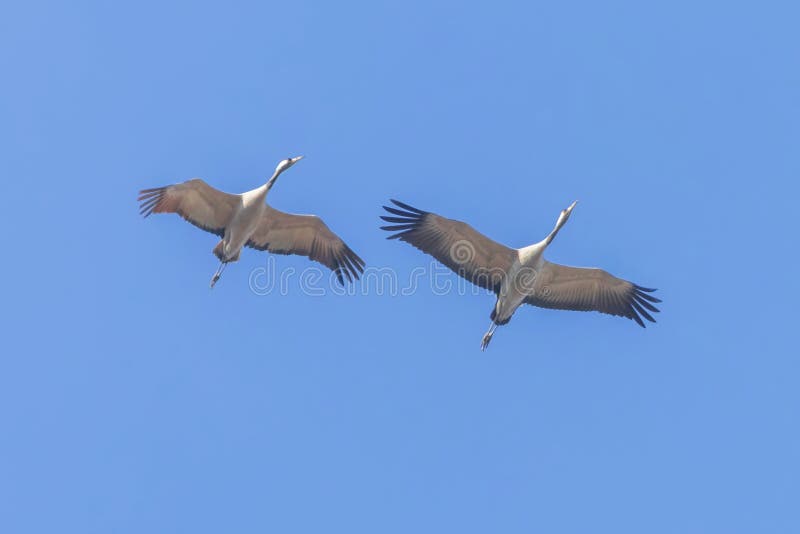 Common Cranes in Flight Blue Skies, Grus Grus Migration Stock Image ...