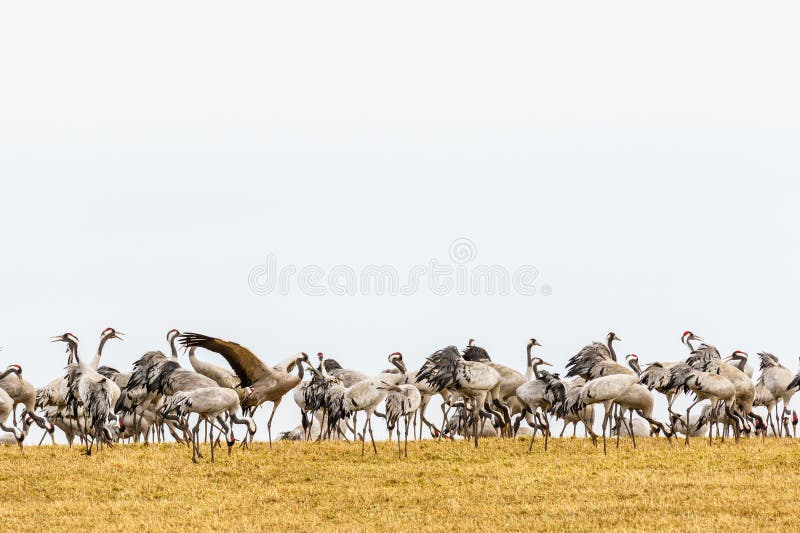 Common Cranes that Resting on a Field at Spring Stock Photo - Image of ...