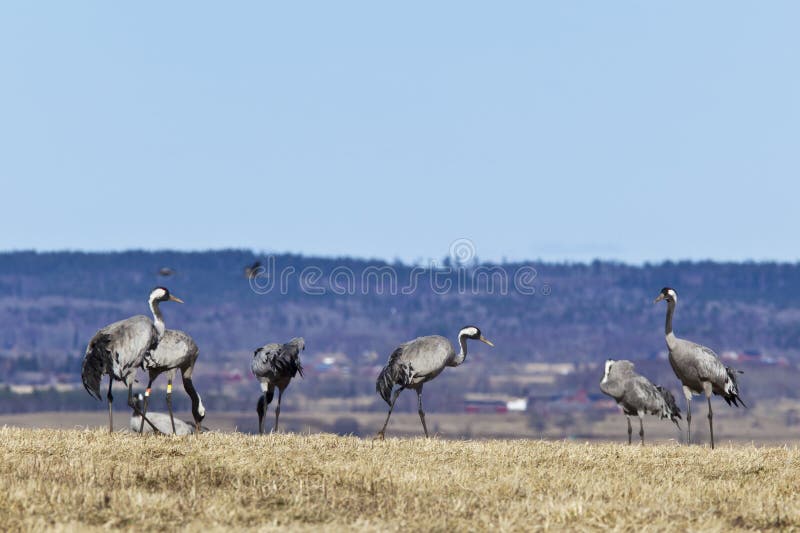 Common Cranes in spring stock photo. Image of landscapes - 83731682