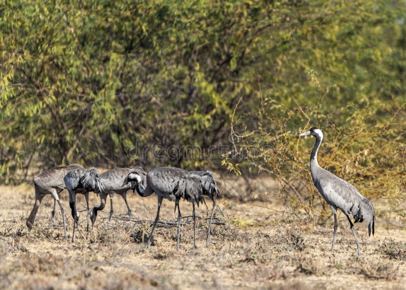 Common Cranes in Their Natural Habitat Stock Image - Image of animals ...