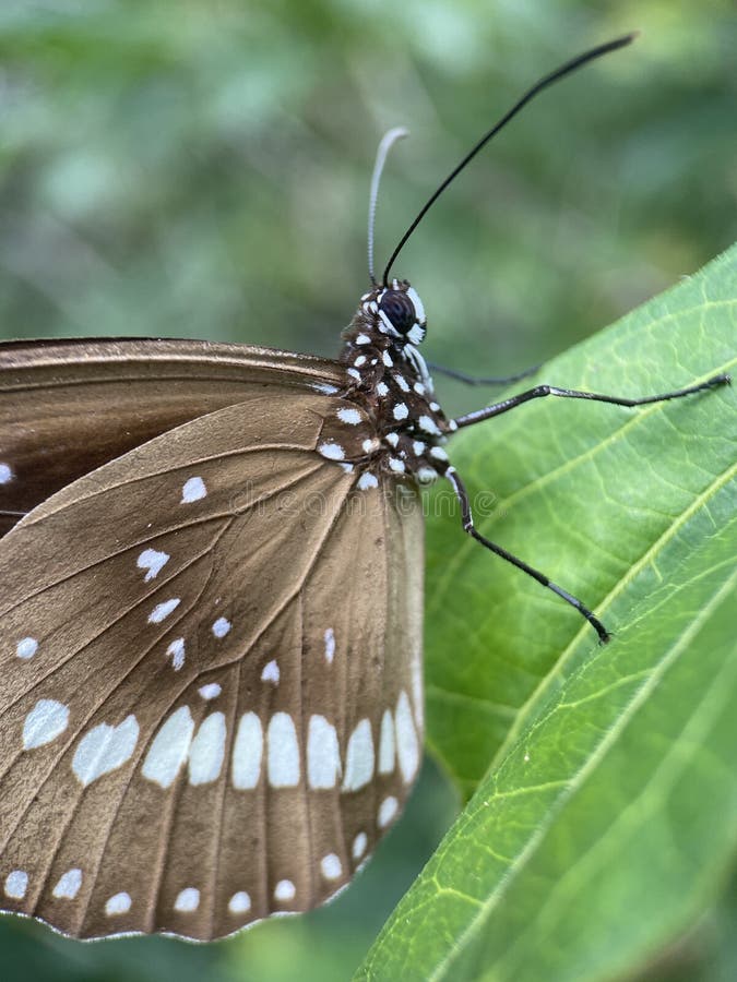 Common Crow Butterfly stock photo. Image of common, commoncrow - 260876658